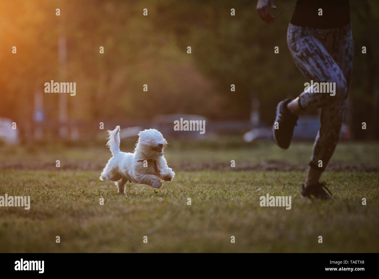 Small white maltese dog running after his owner. Playing in the park ...