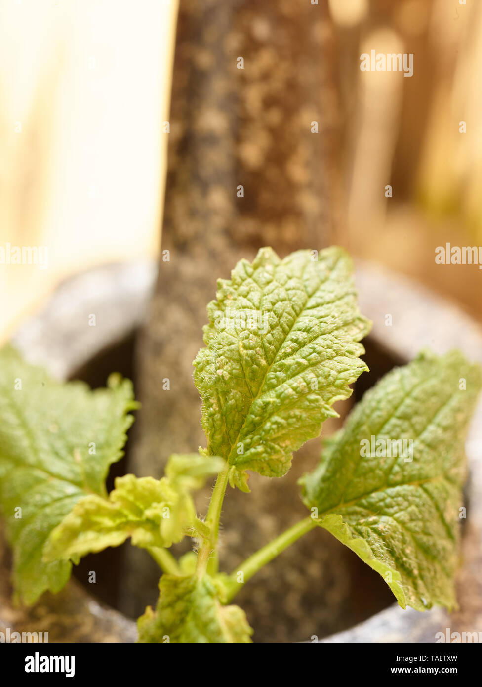 Club Shaped Leaves High Resolution Stock Photography and Images - Alamy