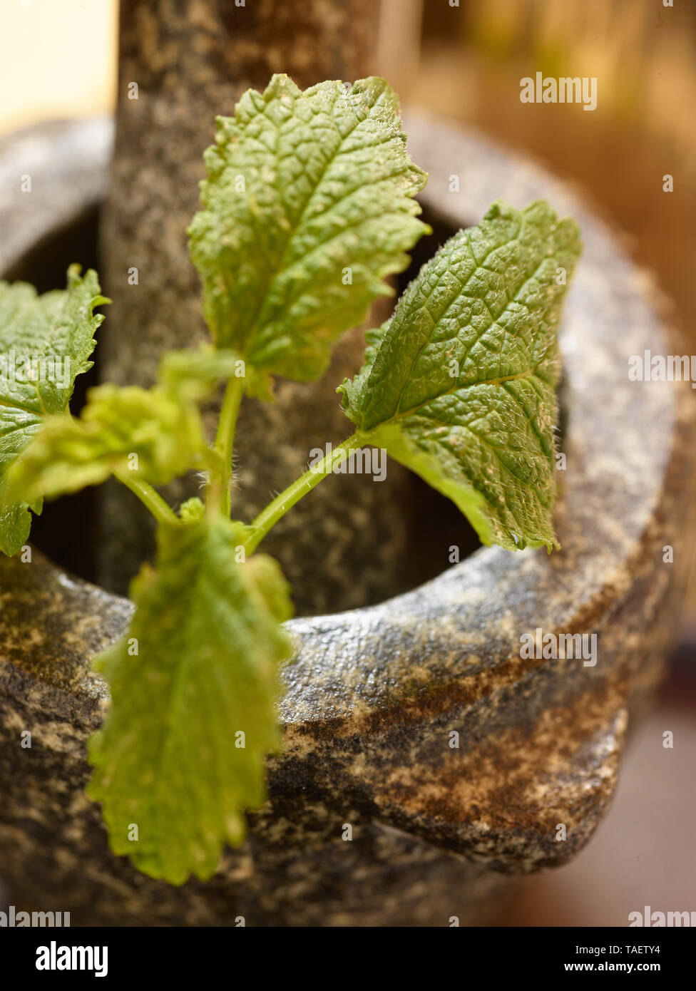 Club Shaped Leaves High Resolution Stock Photography and Images - Alamy