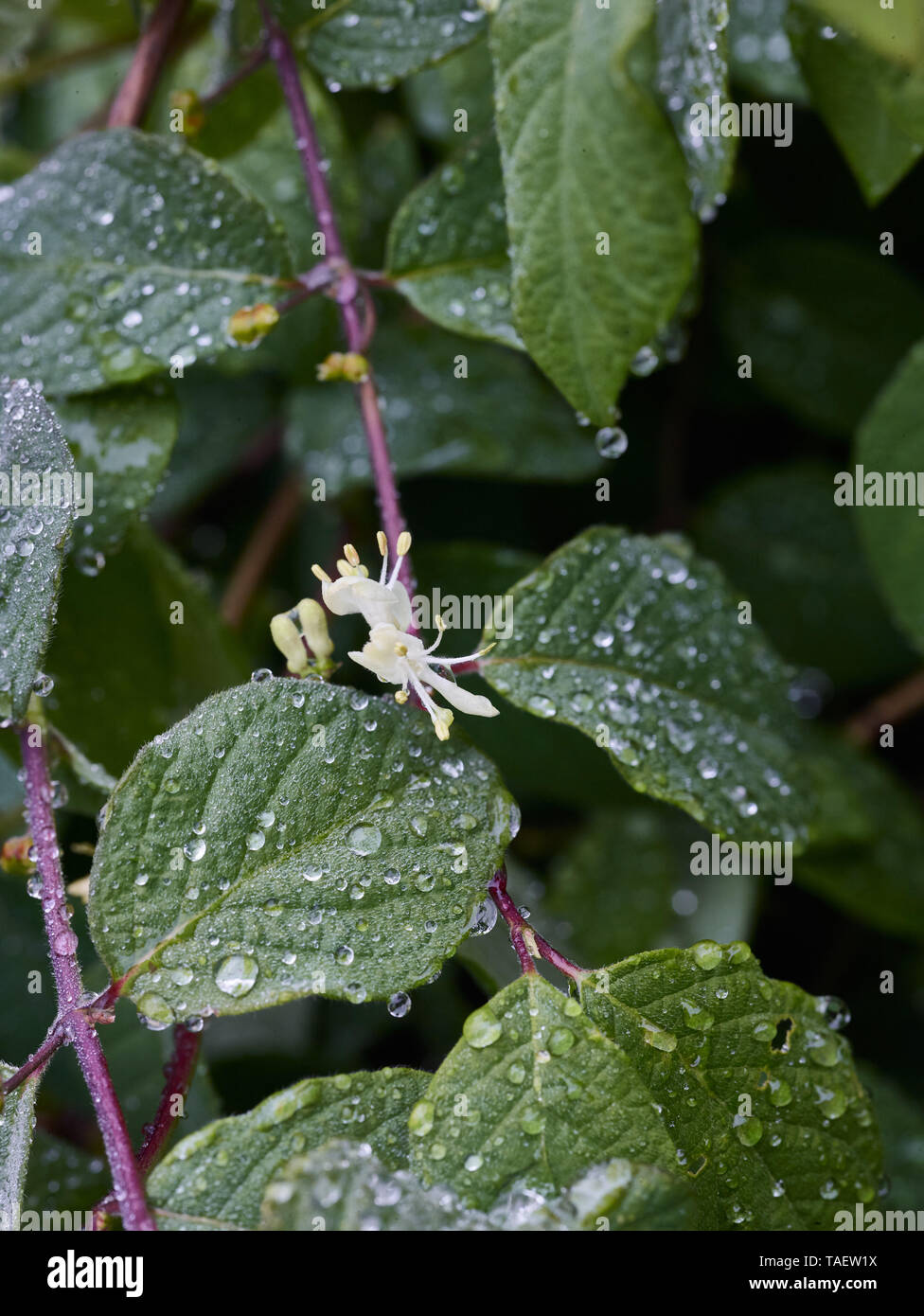 Honeysuckle flowers with leaves after a shower of rain in a London ...