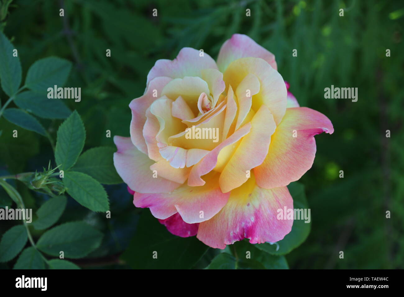 Close look of a beautiful flowering pink rose at late spring in the ...