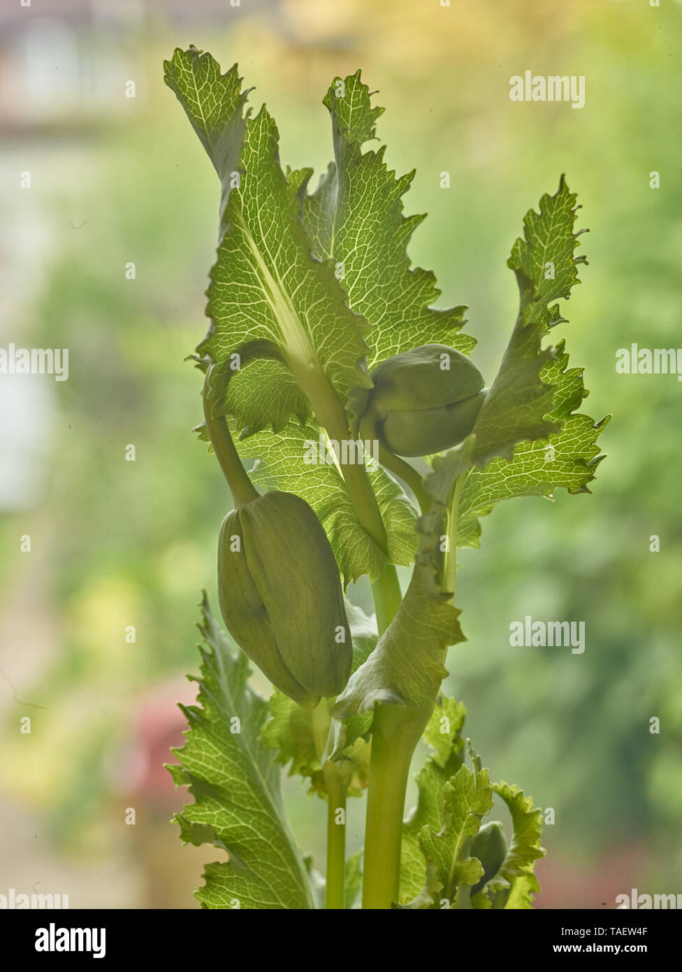Closed ornamental poppy bulbs in spring in an urban garden, London ...