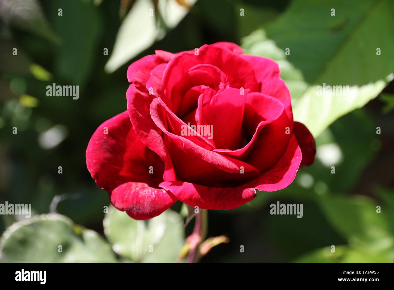 Look smell hi-res stock photography and images - Alamy
