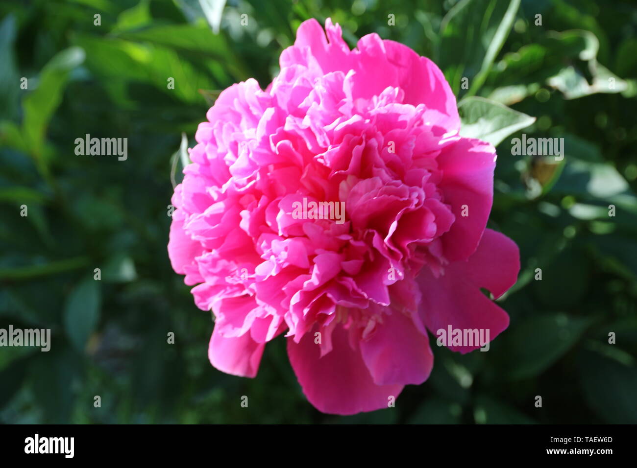 Close look of a beautiful pink peony, flowering in the garden at late ...