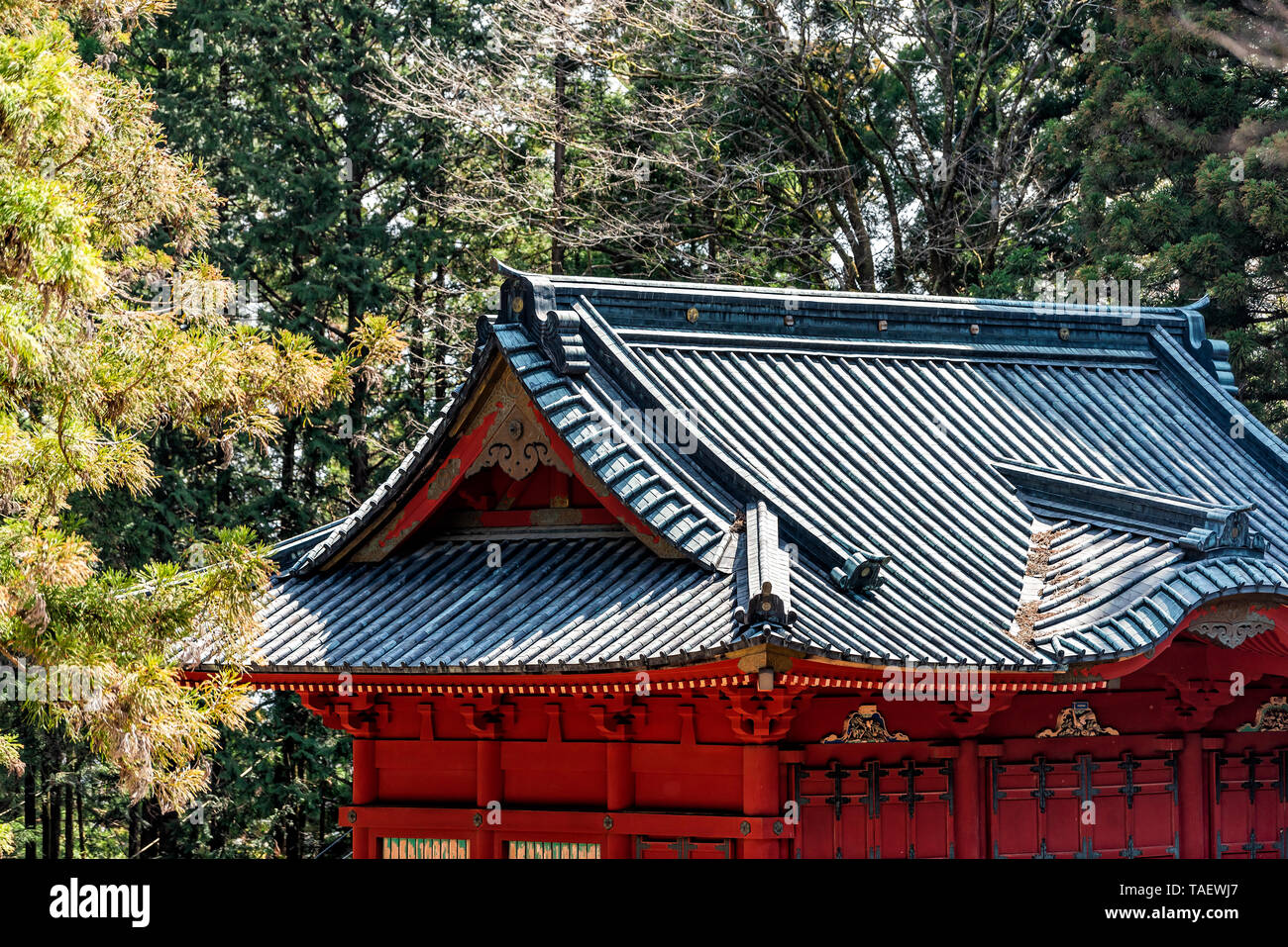 Japanese red pine trees hi-res stock photography and images - Alamy