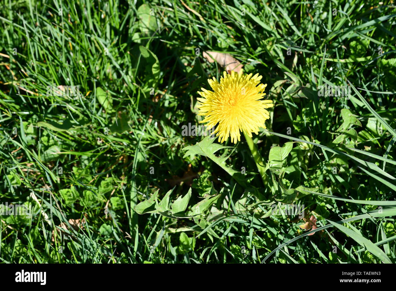 Pflanze mit weissem milchsaft hi-res stock photography and images - Alamy