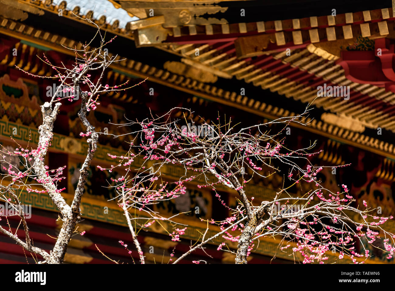 Nikko, Japan Toshogu temple in Tochigi during spring with red and gold ...