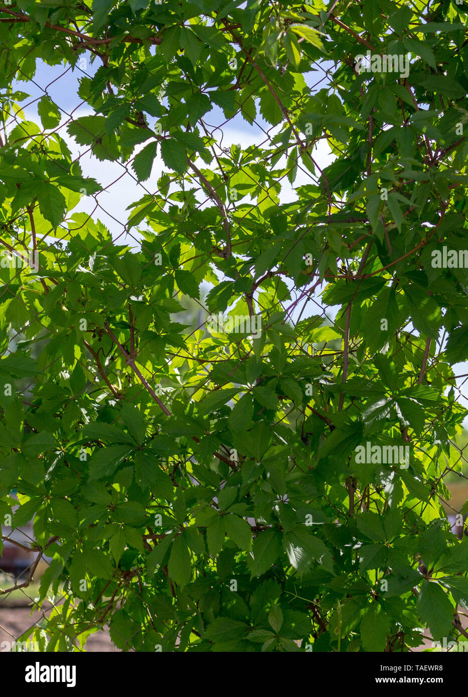 Background hedge hi-res stock photography and images - Alamy