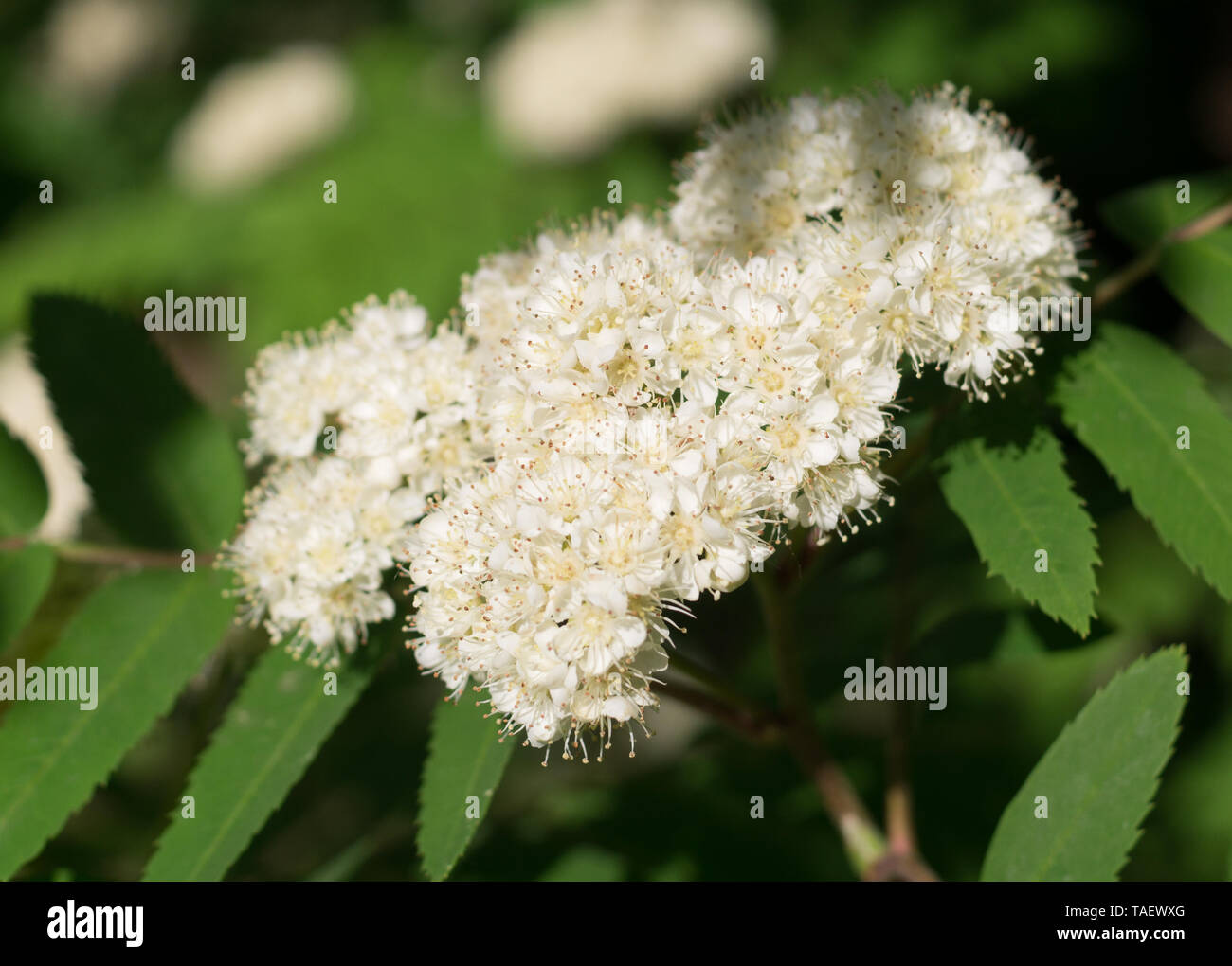 Beautiful white flowering shrub Spirea aguta. nature, botanical Stock ...