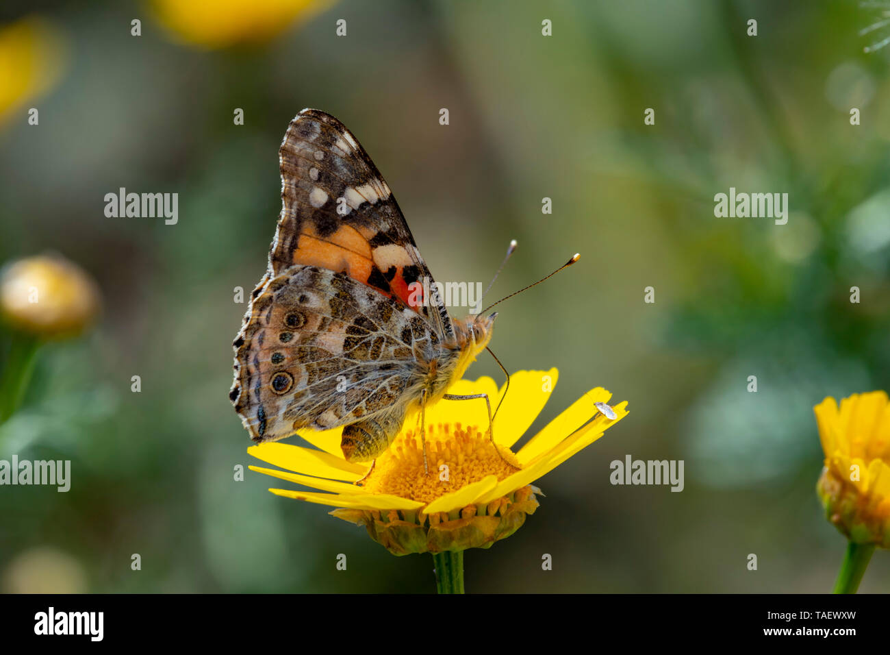 Clors hi-res stock photography and images - Alamy