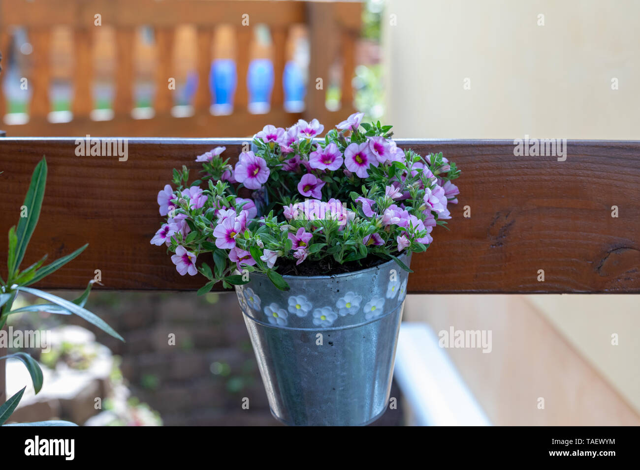 Calibrachoa x hybrid hi-res stock photography and images - Alamy