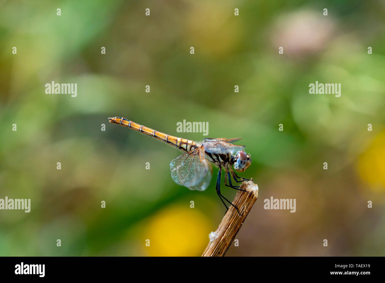 dragonfly a predatory flying insect Stock Photo - Alamy