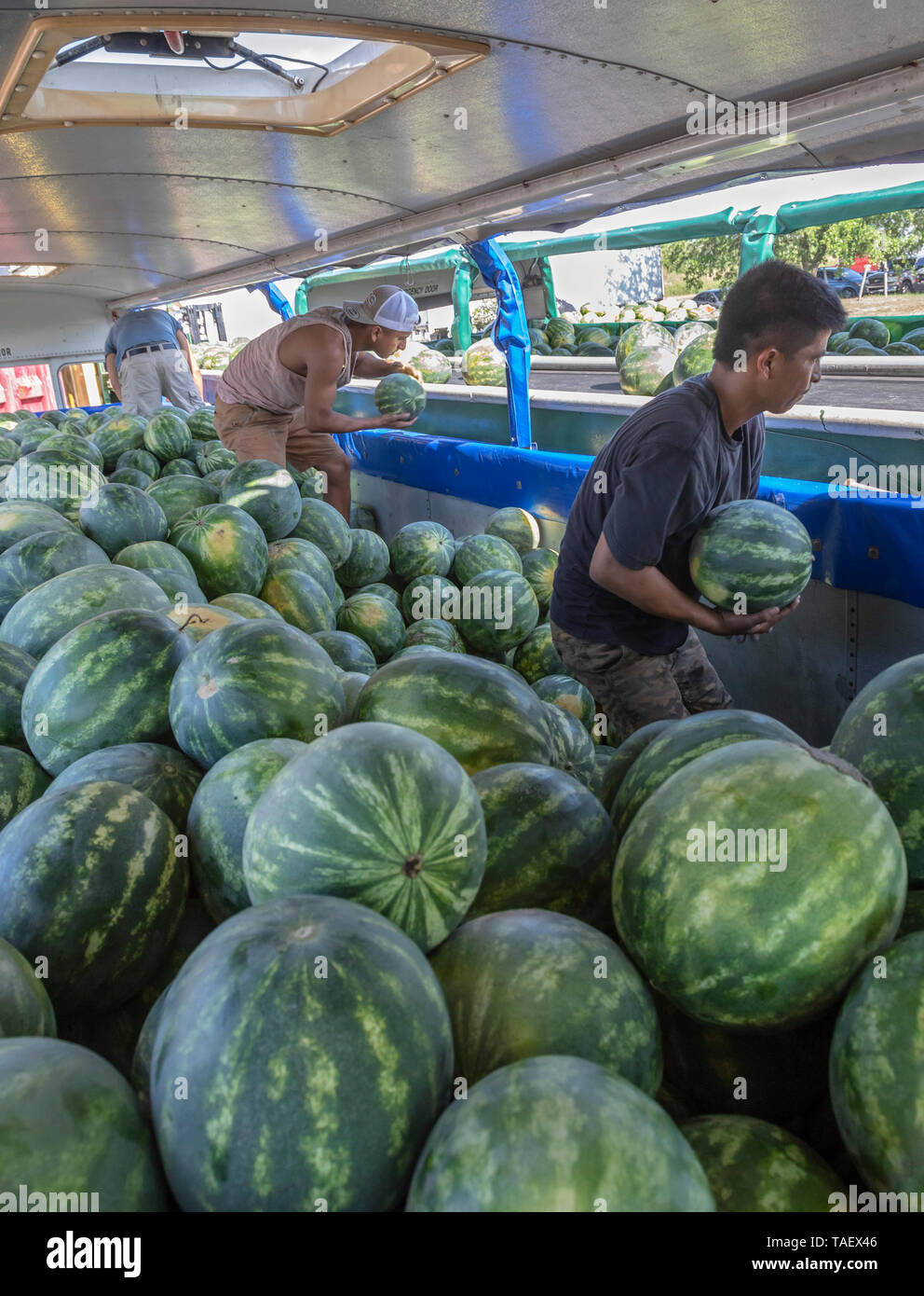 Harvesting melons hi-res stock photography and images - Alamy