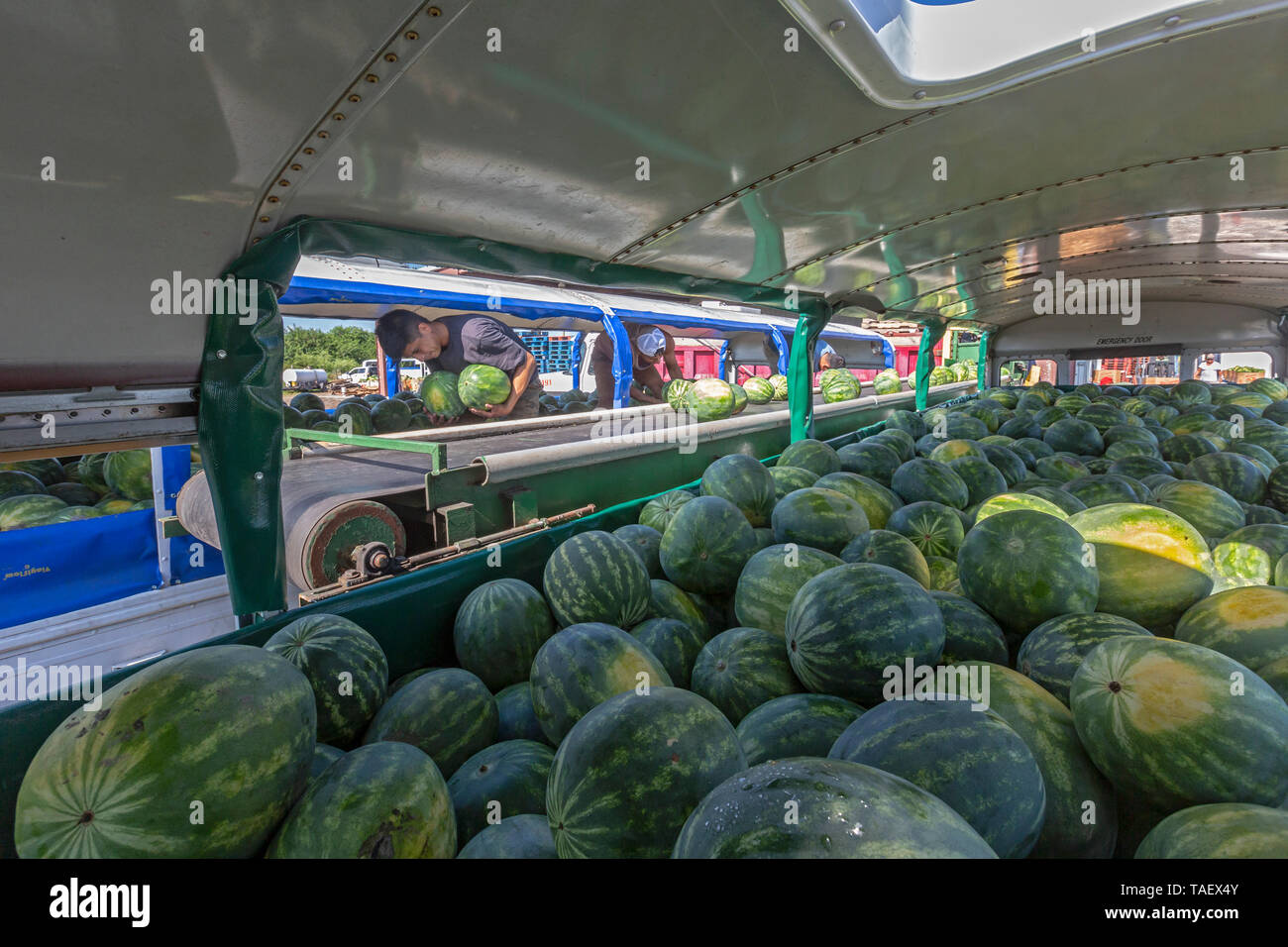 Melon Fields High Resolution Stock Photography and Images - Alamy