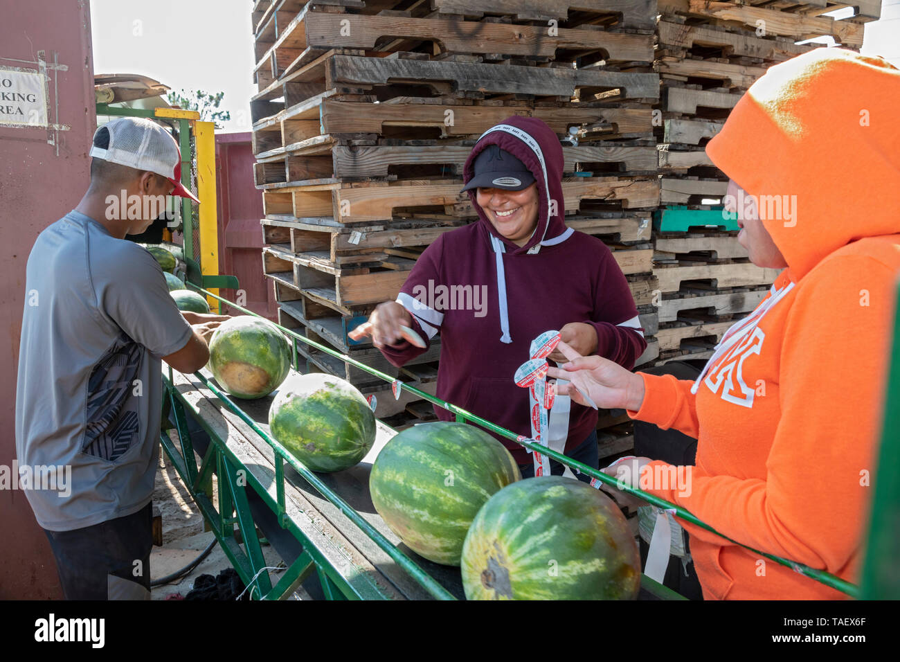 Shed melon hi-res stock photography and images - Alamy