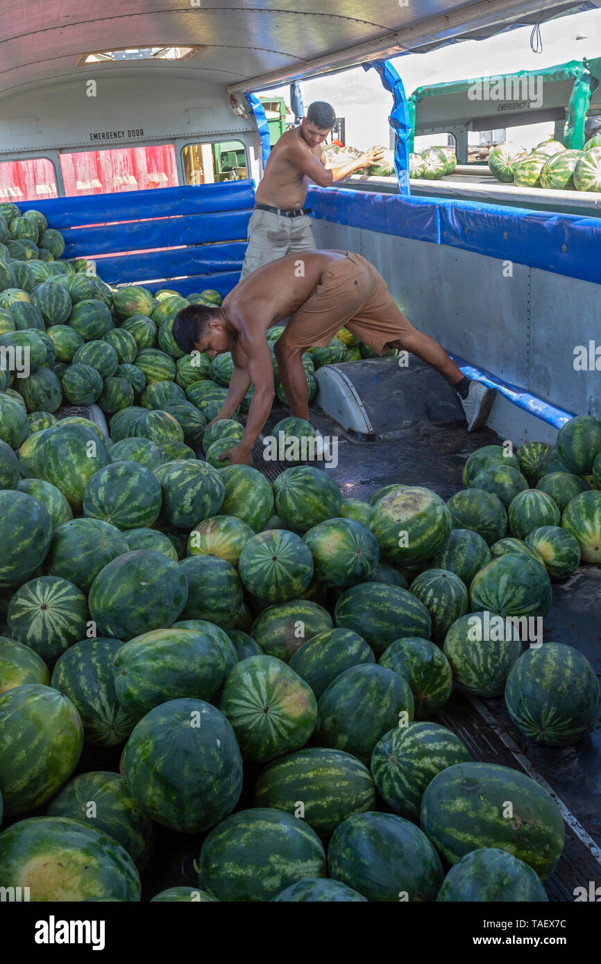 Melon fields hi-res stock photography and images - Alamy