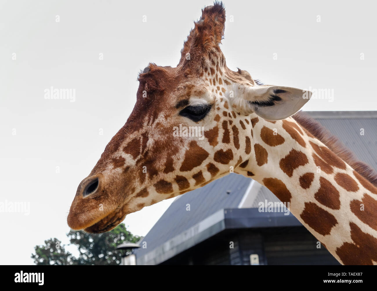 Camelopardic hi-res stock photography and images - Alamy