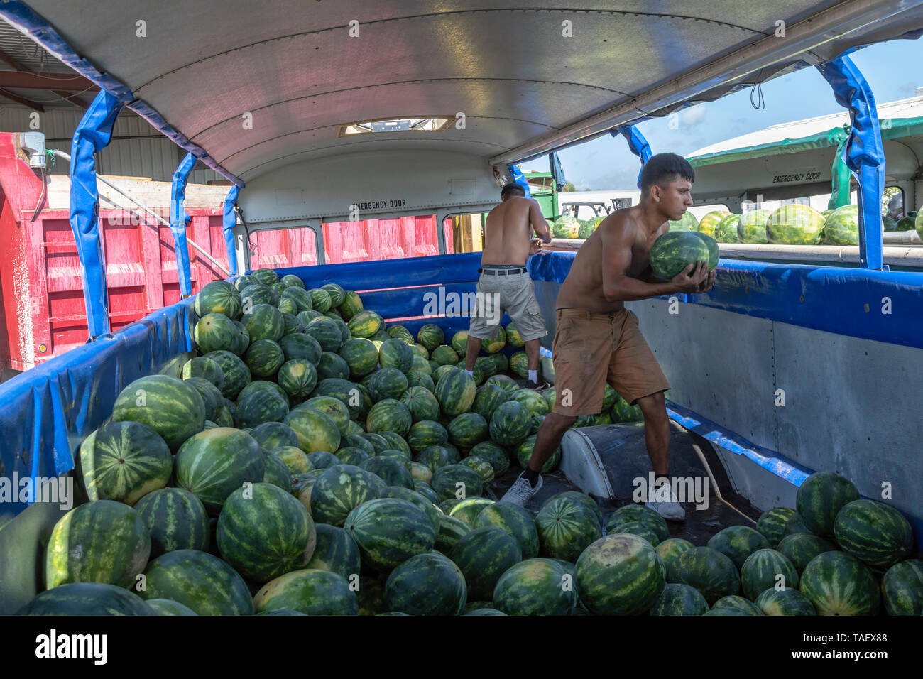 Melon Fields High Resolution Stock Photography and Images - Alamy