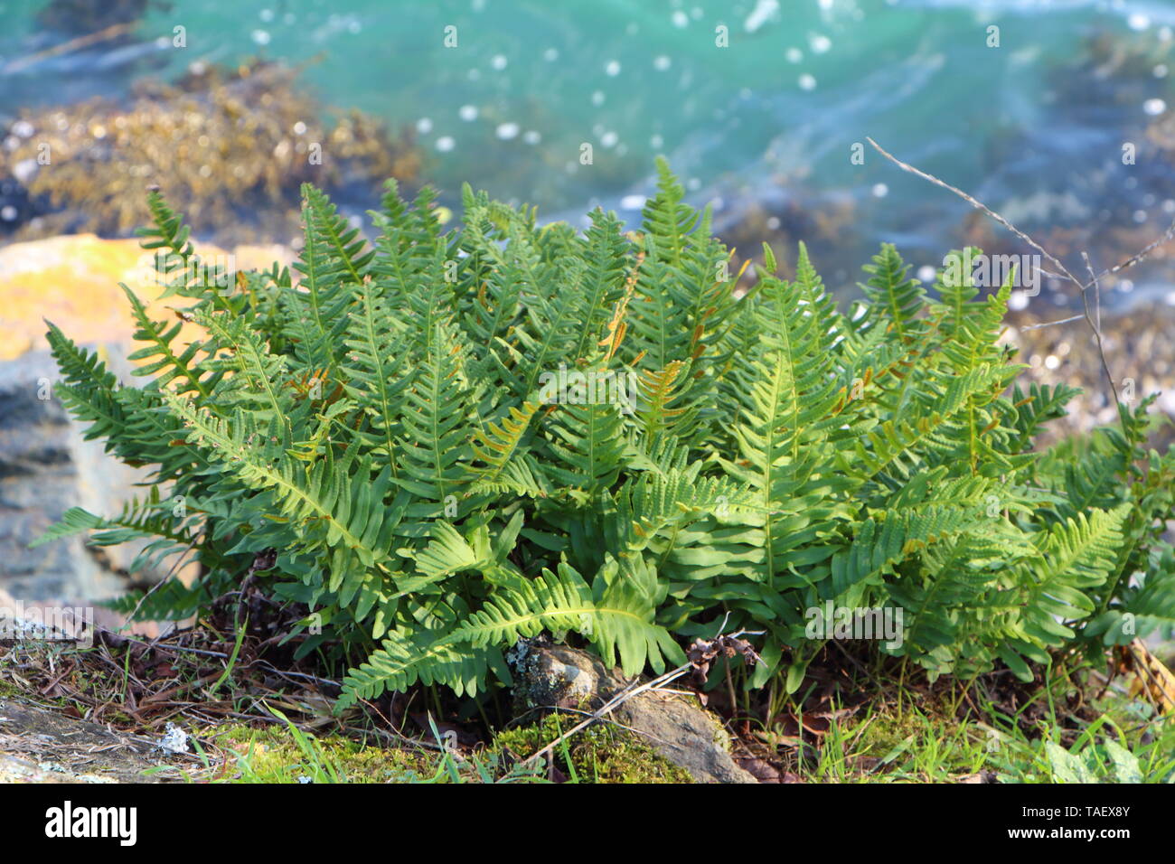 Sea of brittany hi-res stock photography and images - Alamy