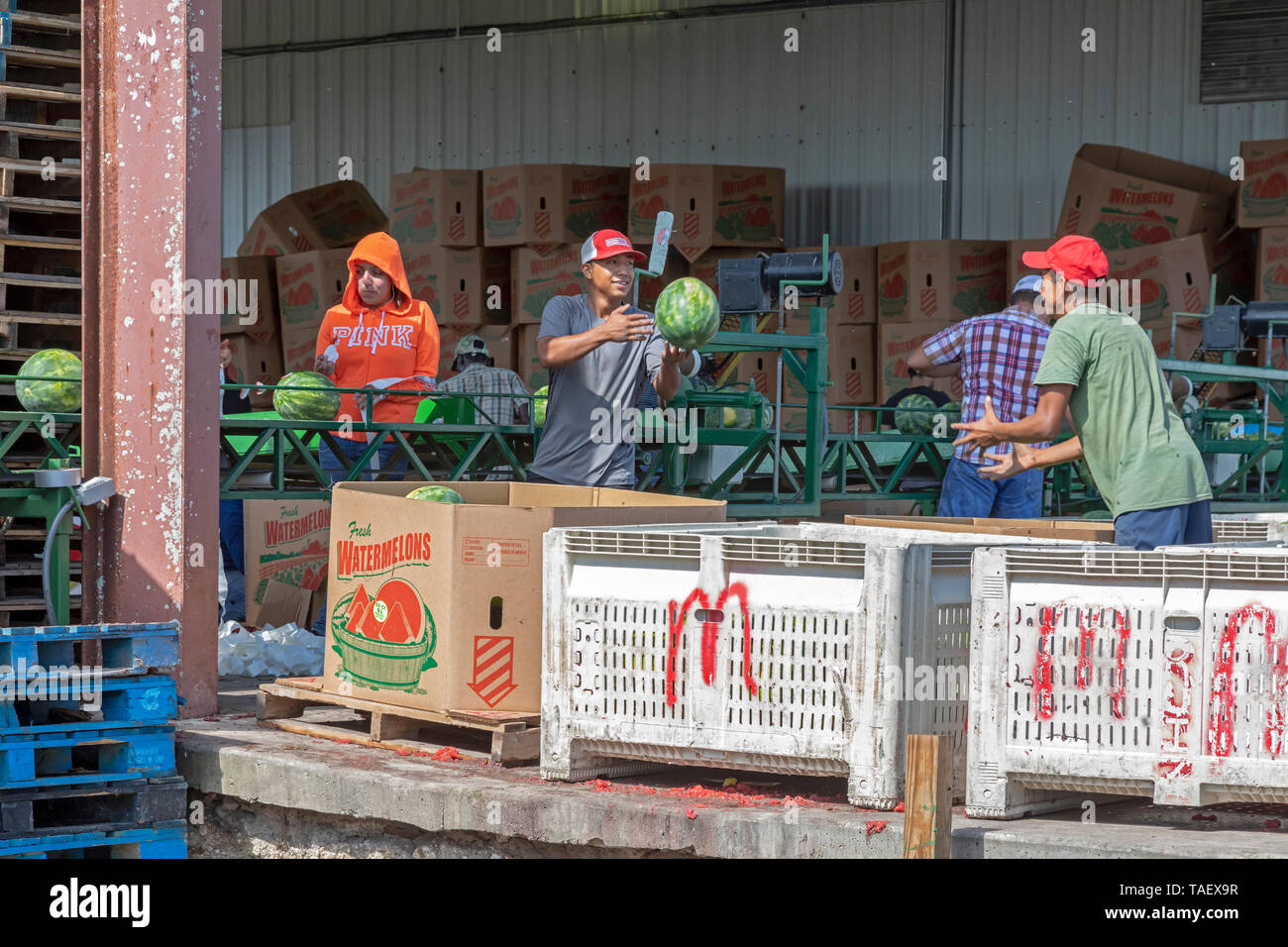 Shed melon hi-res stock photography and images - Alamy
