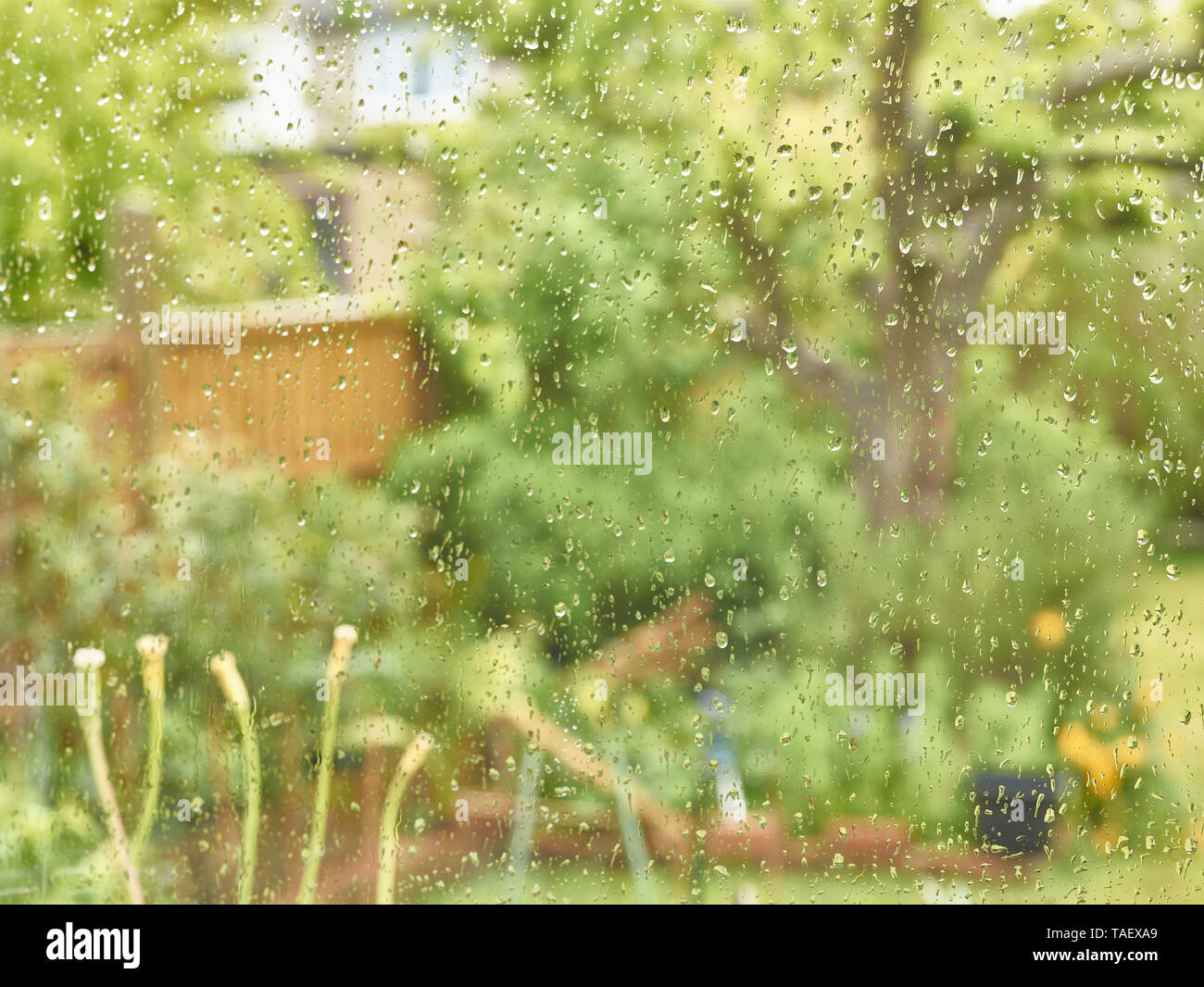 Close-up abstract of garden behind rain on the window glass, London ...