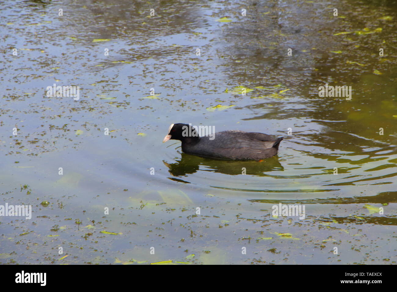 Black common coot swimming on a pond in Brittany Stock Photo - Alamy