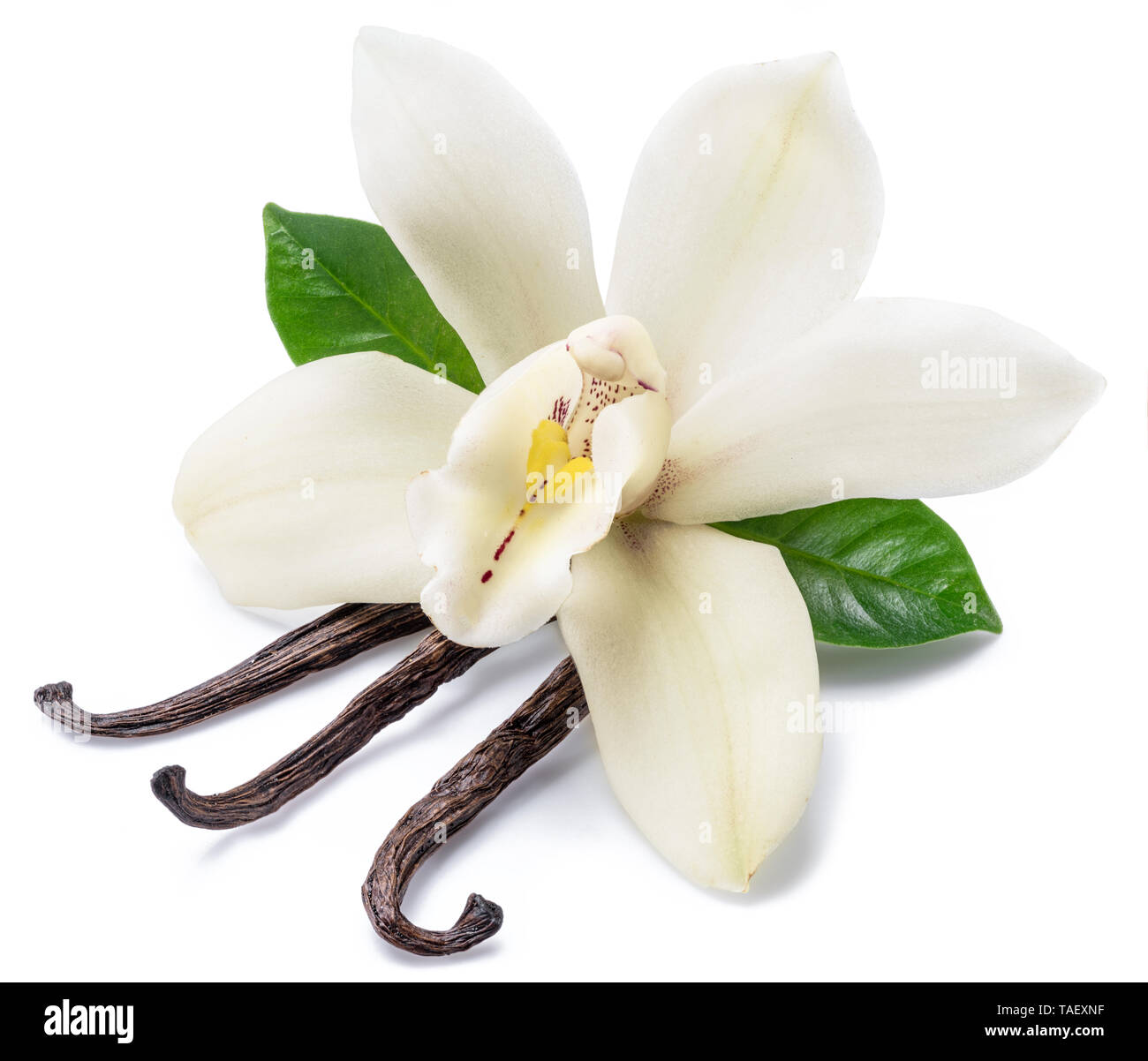 Vanilla flower hi-res stock photography and images - Alamy