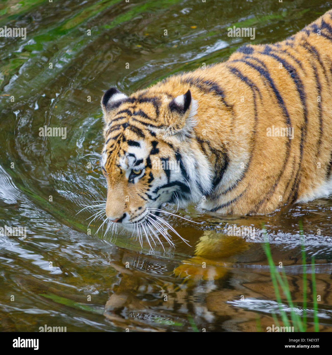 Amur animal endangered tiger hi-res stock photography and images - Alamy