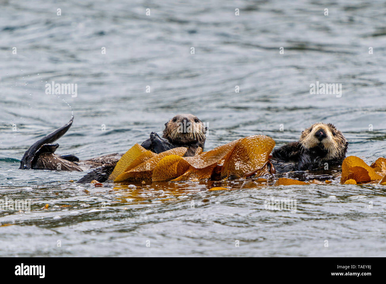 Sea otter floating in kelp hi-res stock photography and images - Alamy