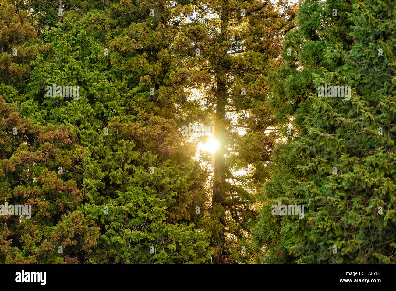 Sunlight through trees japanese hi-res stock photography and images - Alamy