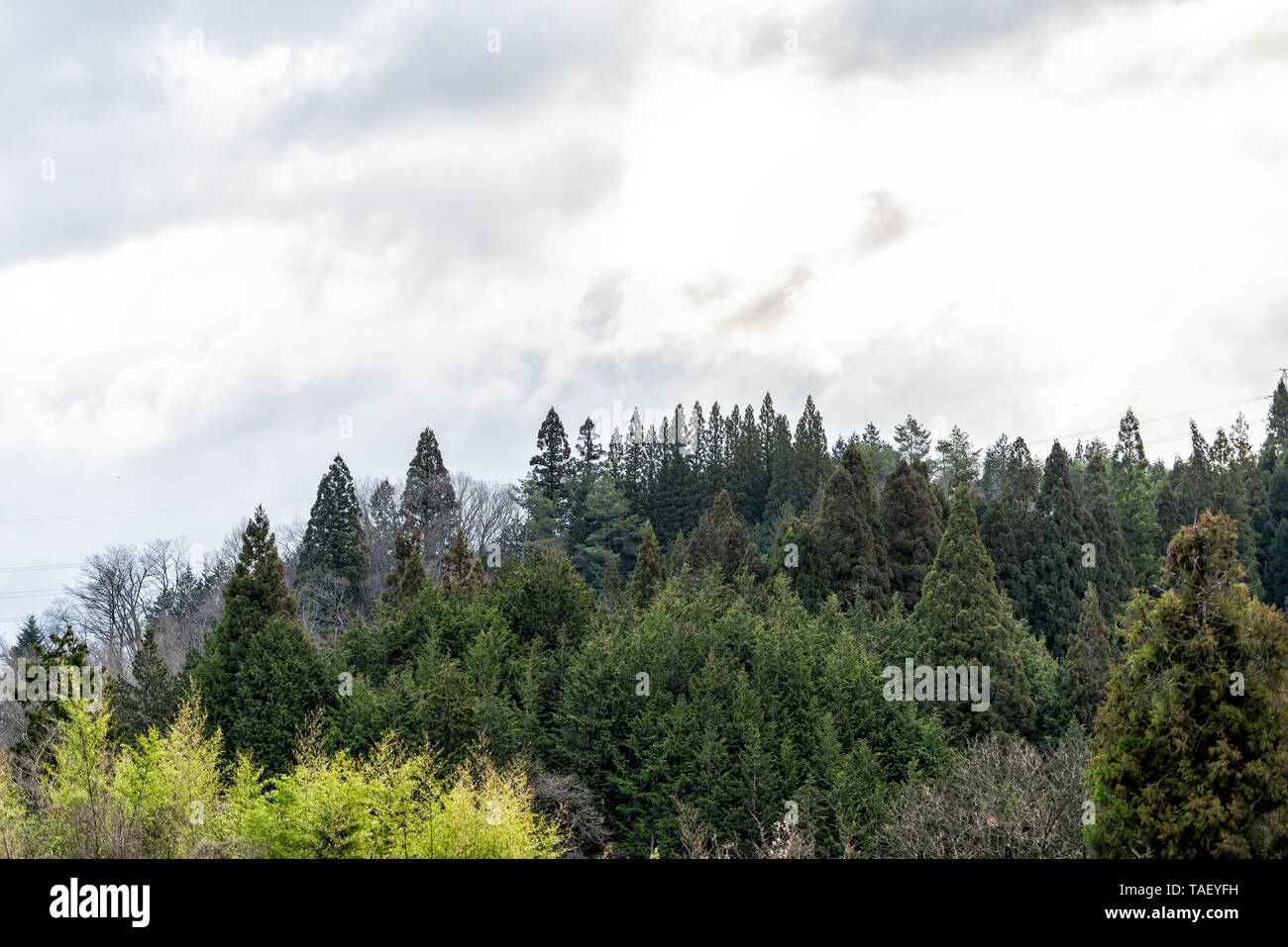 Japan rural area in Gifu prefecture, Hida with green colorful spring ...