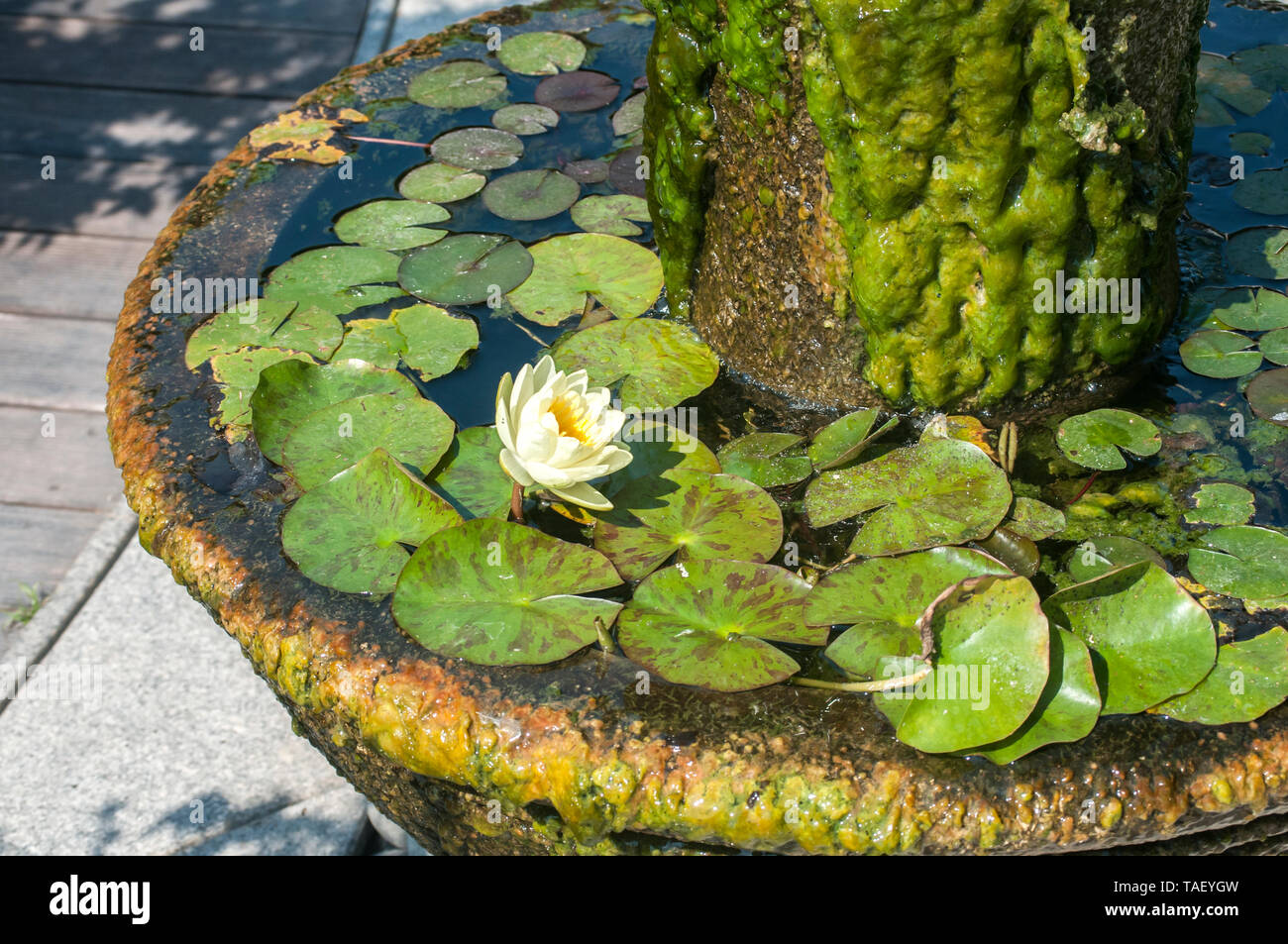 Water lilies with white blossoms flower in stone water small garden ...