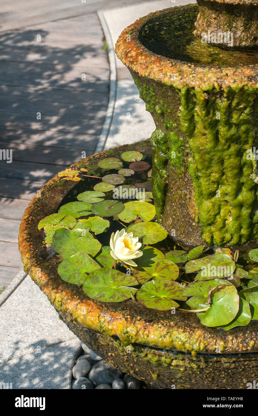 Water lilies with white blossoms flower in stone water small garden ...
