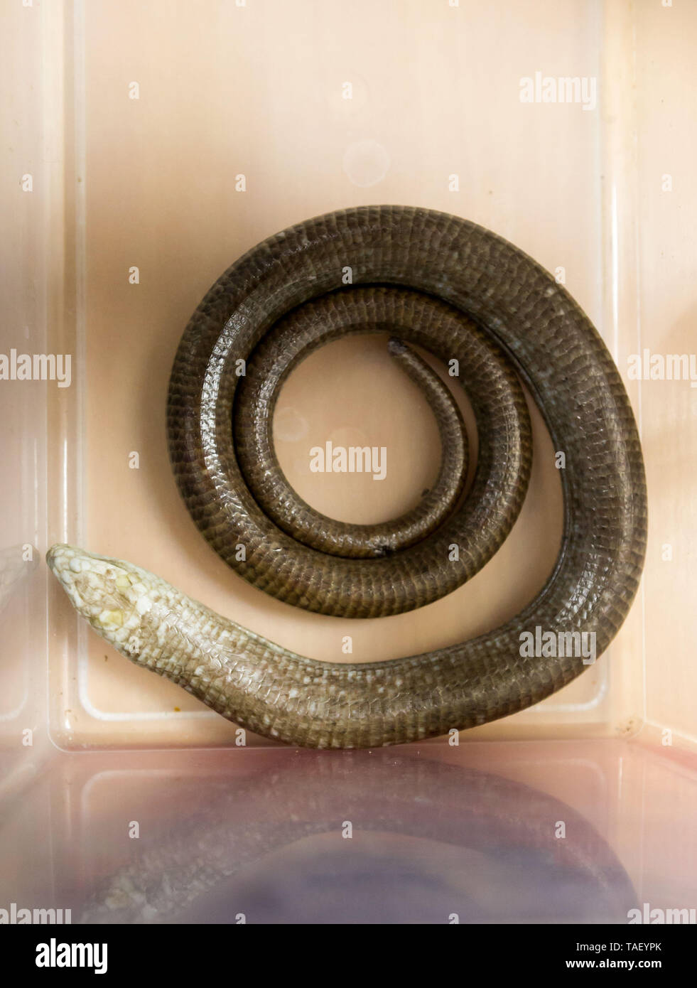 Slow worm Anguis fragilis is a lizard of the family Anguidae in a ...