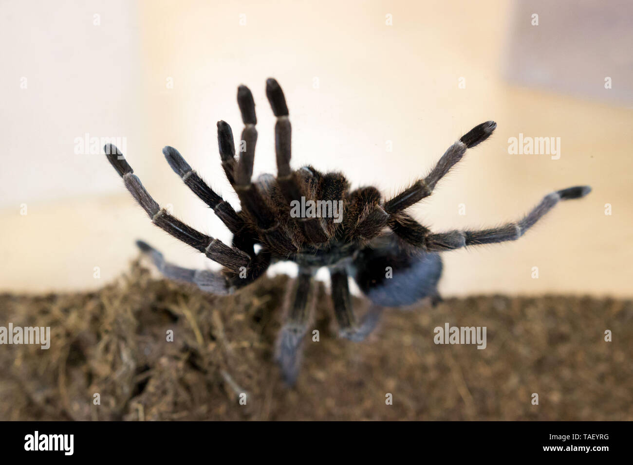 Exot zoo hi-res stock photography and images - Alamy