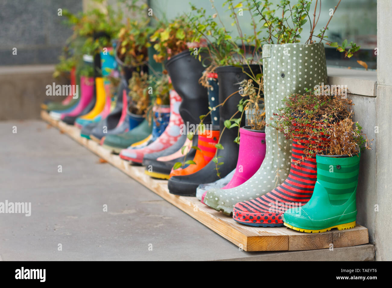 Multi-colored rubber boots as flower pots with different blooming ...