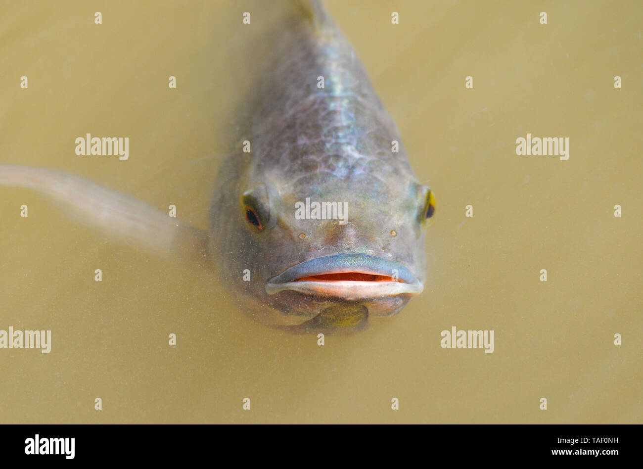Tilapia fish swimming on surface in the water river live in natural for ...