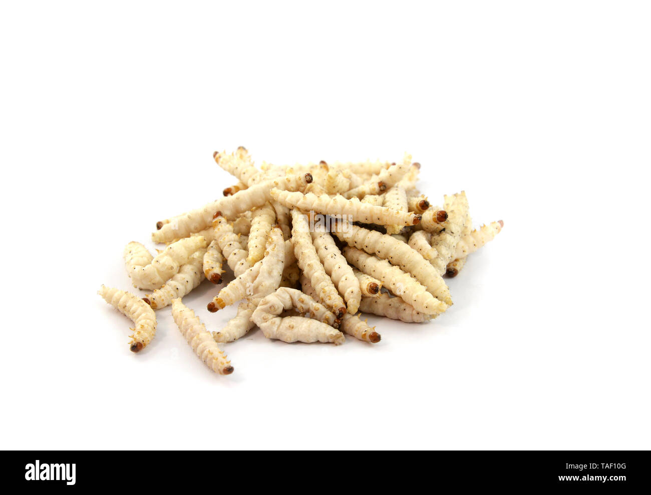 Worm bamboo liive in tube isolated on white background from nature ...