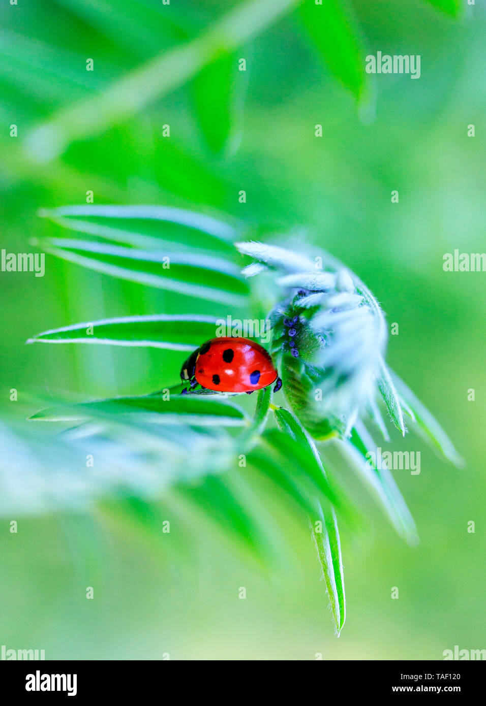 Ladybird larvae aphid hi-res stock photography and images - Alamy