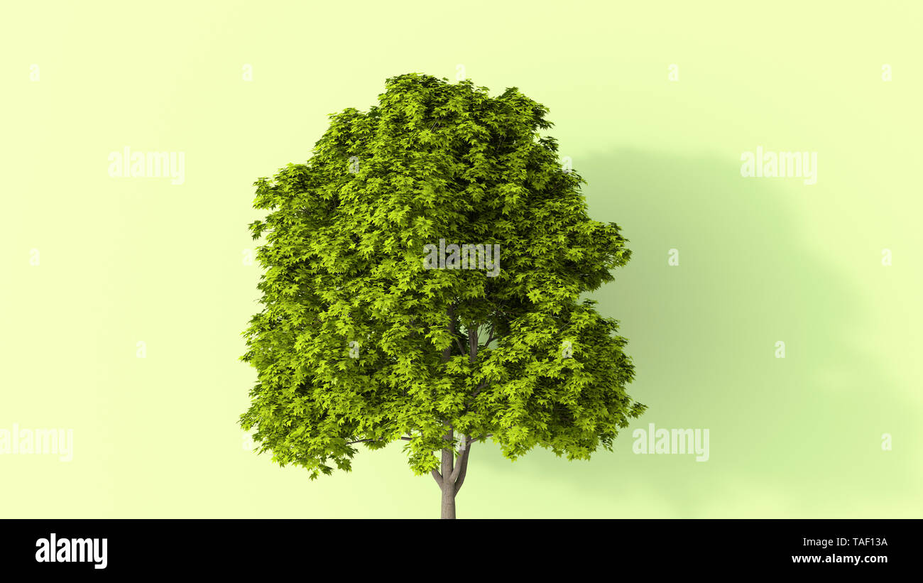 3D rendering, Lush tree in summer Stock Photo - Alamy