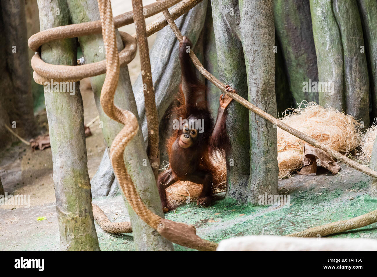 Face young orangutan hi-res stock photography and images - Alamy
