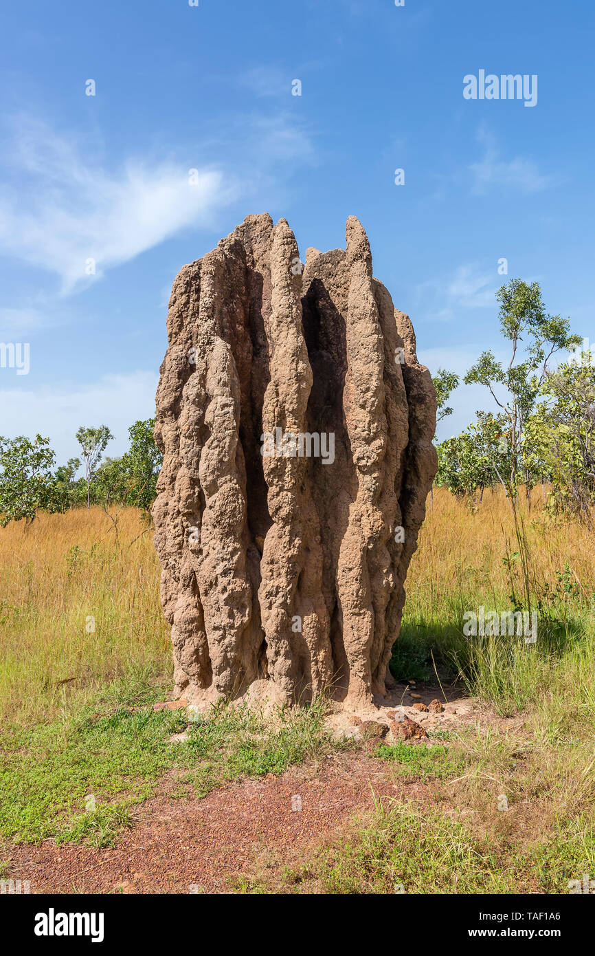 Termite saliva hi-res stock photography and images - Alamy