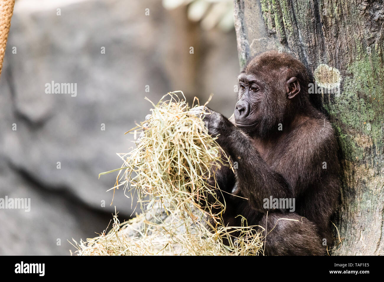 Gorillas playing zoo hi-res stock photography and images - Alamy