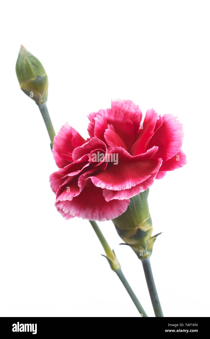 beautiful carnation flower on white Stock Photo - Alamy