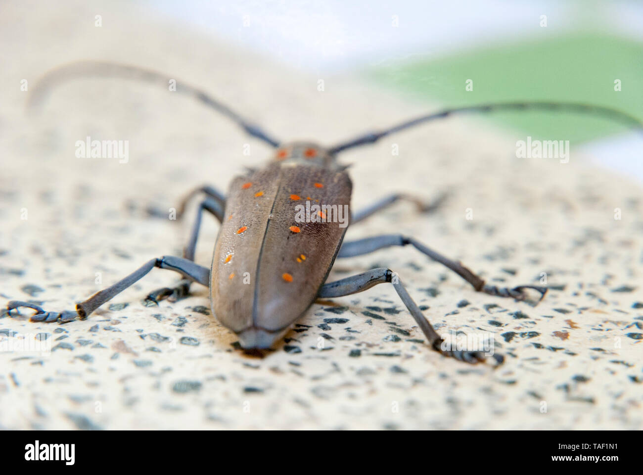 Big bug on a table from backside, close up photo, Asia Stock Photo - Alamy