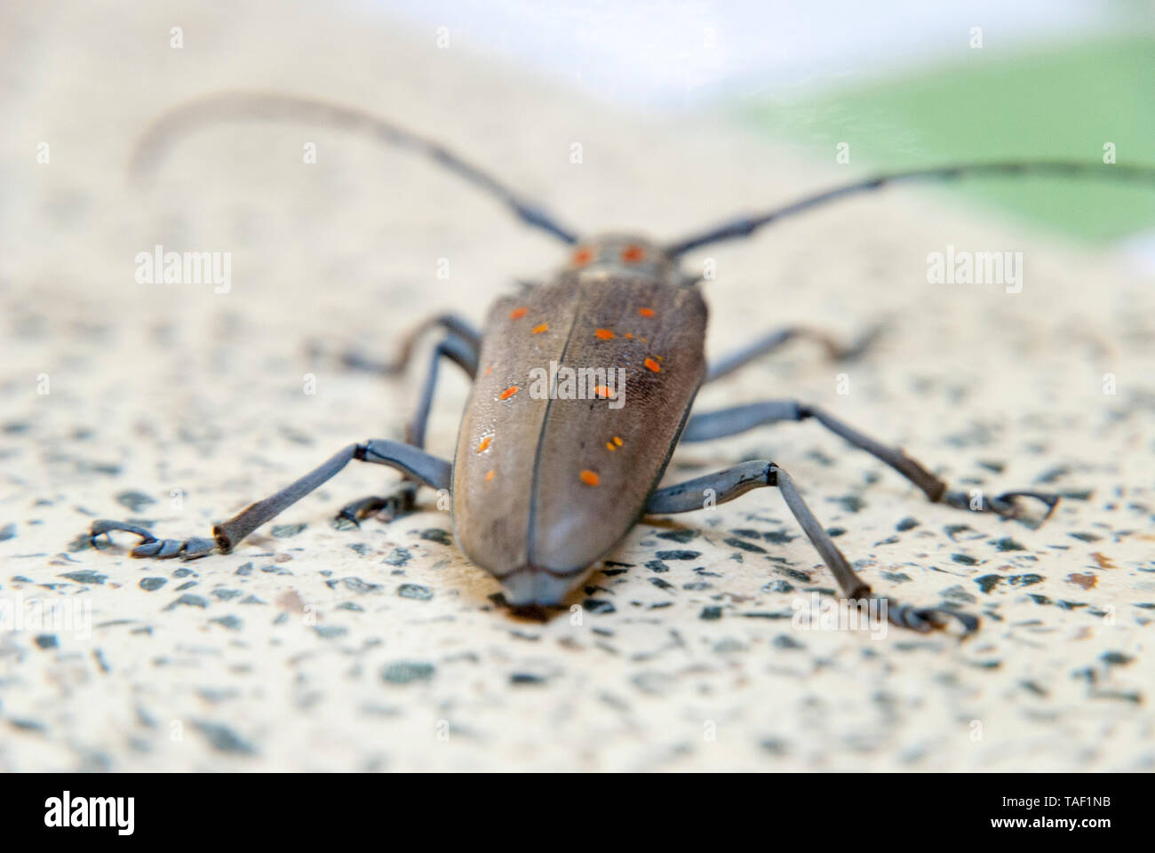 Big bug on a table from backside, close up photo, Asia Stock Photo - Alamy