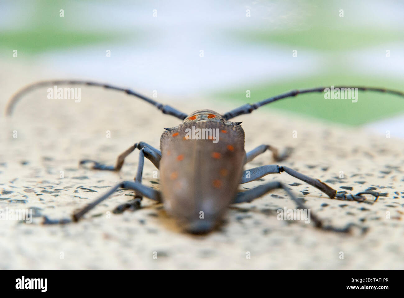 Big bug on a table from backside, close up photo, Asia Stock Photo - Alamy