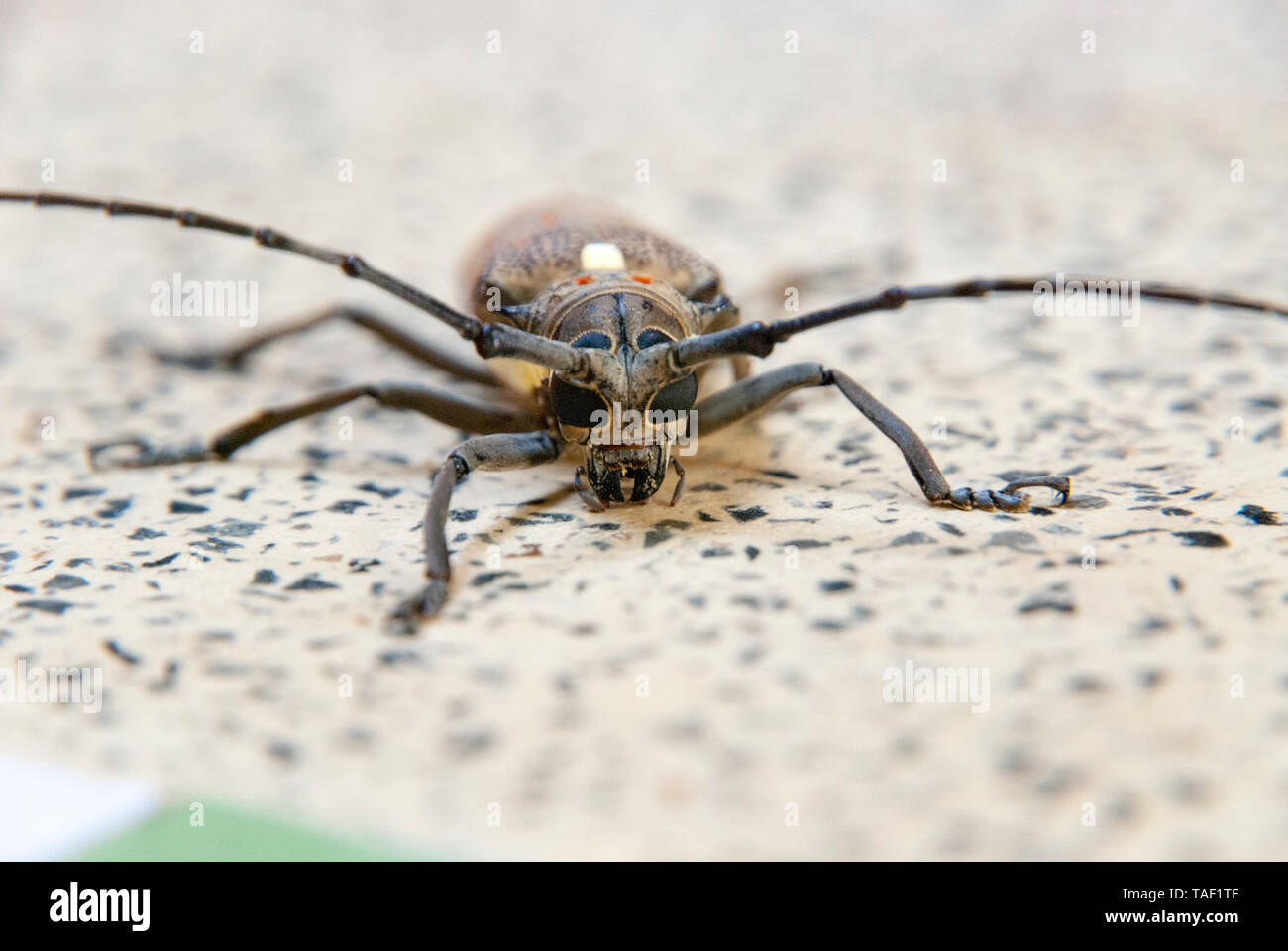 Big bug on a table, close up photo, Asia Stock Photo - Alamy