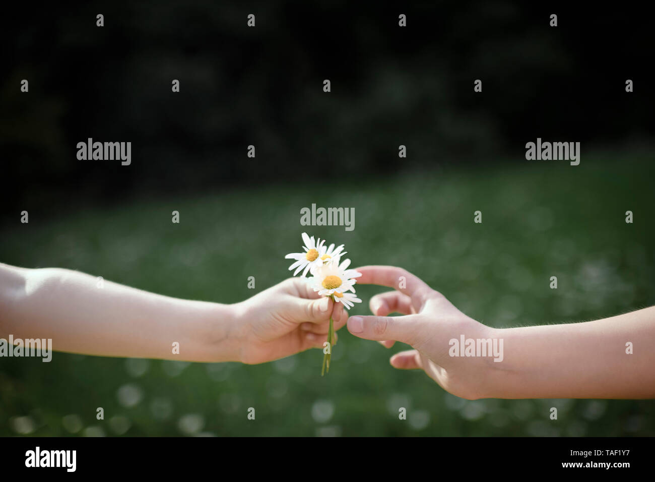 Plant giving gift flower sunlight hi-res stock photography and images ...