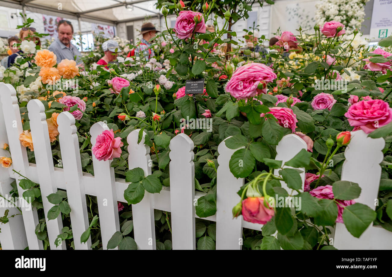 Rose Garden At The Chelsea Flower Show 2019 London Stock Photo - Alamy